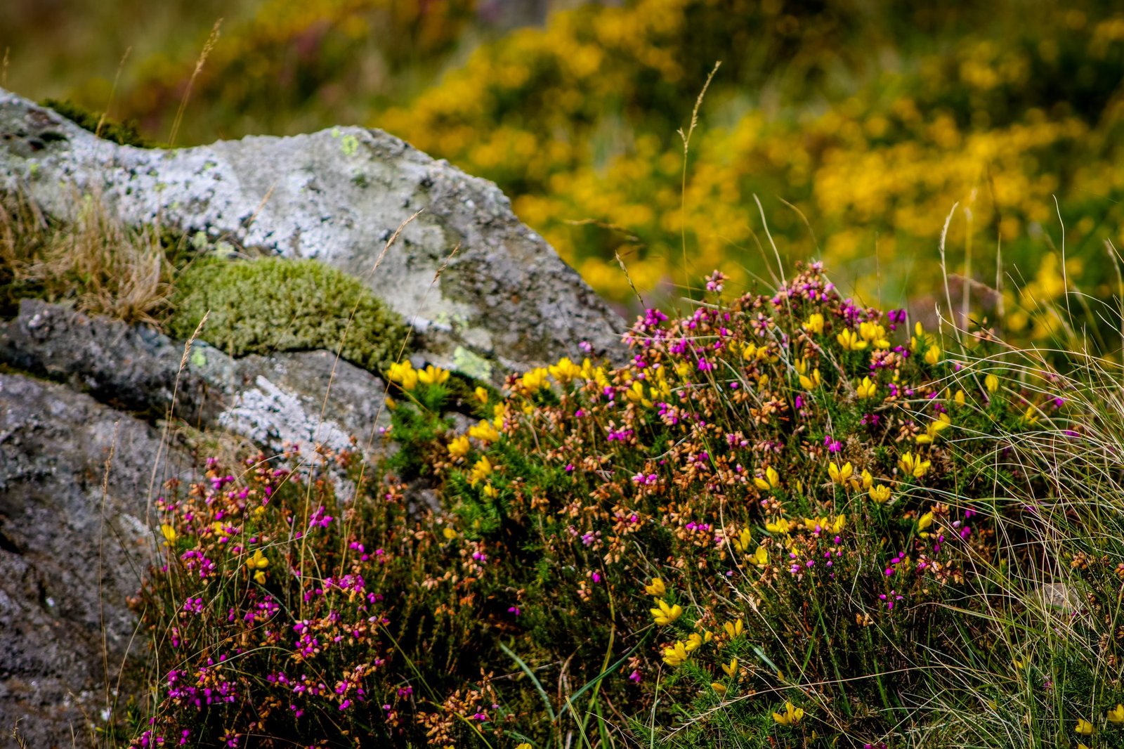 Snowdonia & Peaks District National Parks - ATW Trip Day #43 - Happy Hoppe